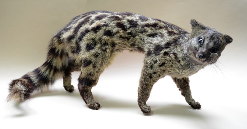 Aleksandra Savić: Kafa, uzbudljiva priča o dobrom ukusu | Sito&Rešeto