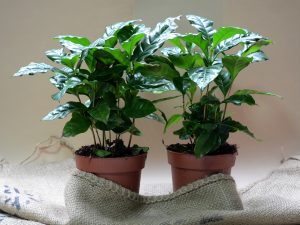 Aleksandra Savić: Kafa, uzbudljiva priča o dobrom ukusu | Sito&Rešeto