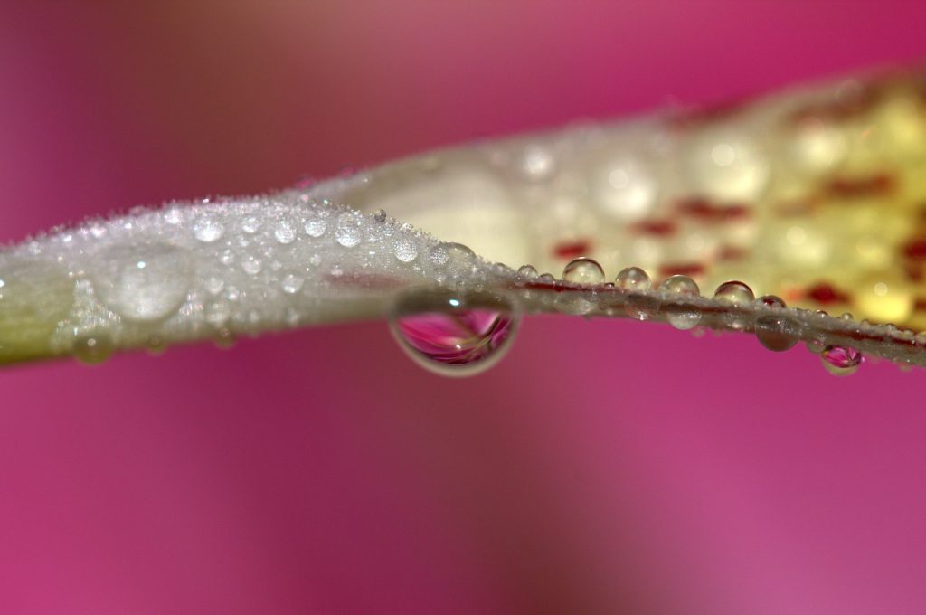 Kako deluju Bahove kapi: Lepota prirodne jednostavnosti | Sito&Rešeto