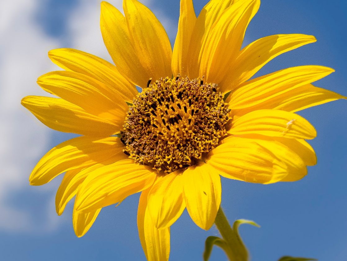 Astrologija: Sunce u Raku u trigonu sa retrogradnim Jupiterom u ...