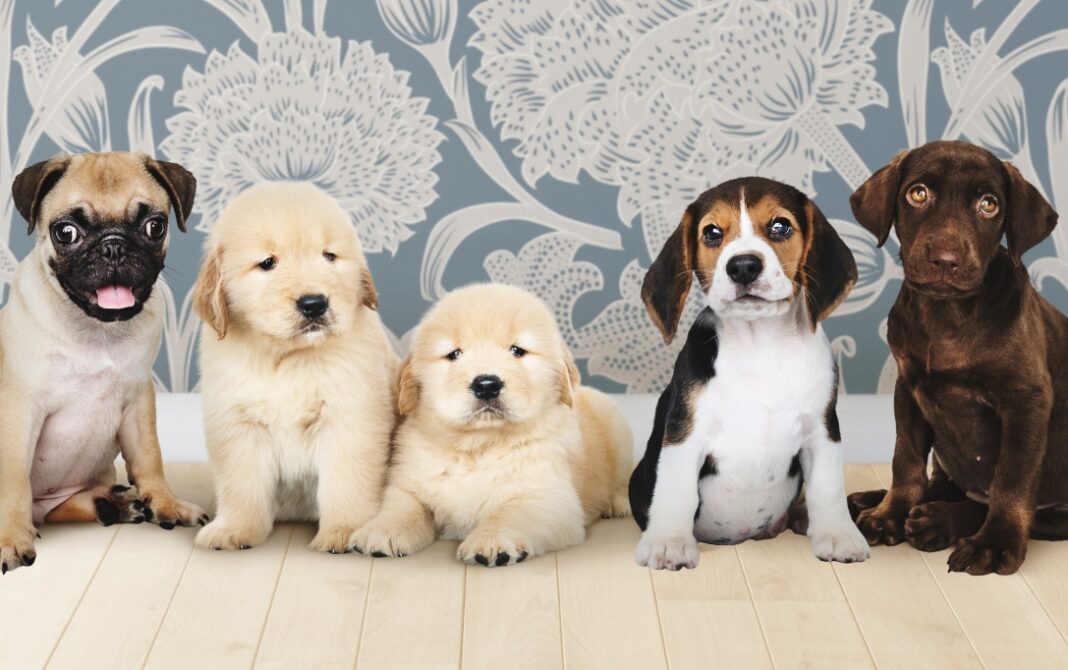 Zašto psi vole da se valjaju u prljavštini, izmetu i crkotini | Sito&Rešeto