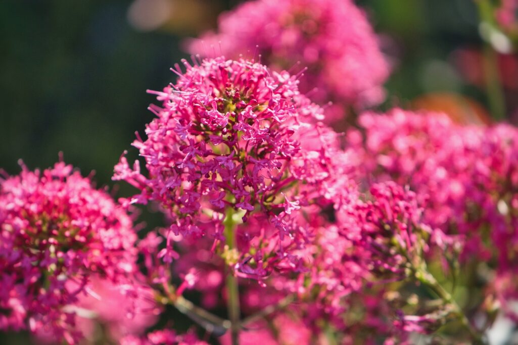 Lek za nesanicu i anksioznost: VALERIJANA smiruje i obezbeđuje dubok ...
